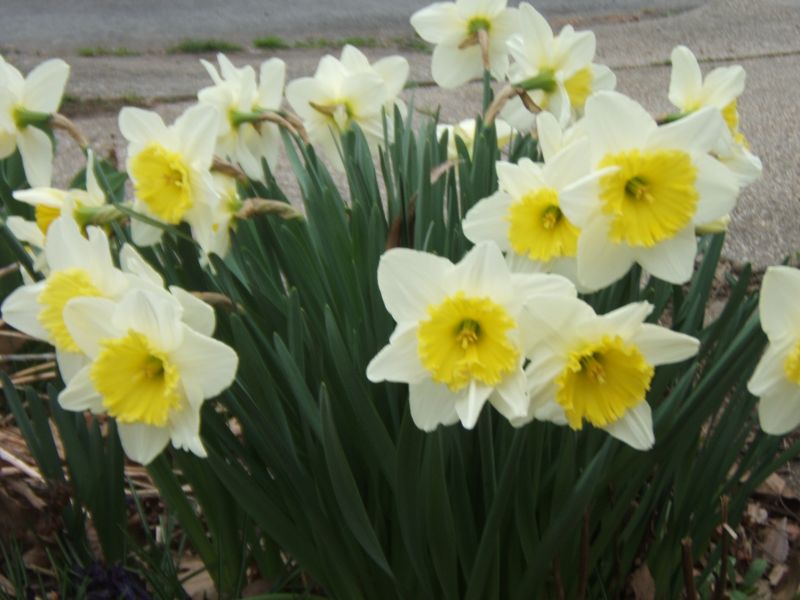 Pintrest - Spring Is Here | ScholarshipMentor